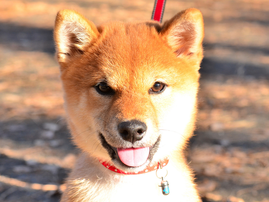 The Ultimate Guide To Owning a Shiba Inu - Shiba Inu HQ